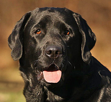 Sassafras Labradors Our Labs English Bred Retrievers Pennsylvania PA